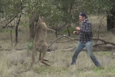Man Punches a Kangaroo in the Face to Rescue His Dog - Wide Open Spaces