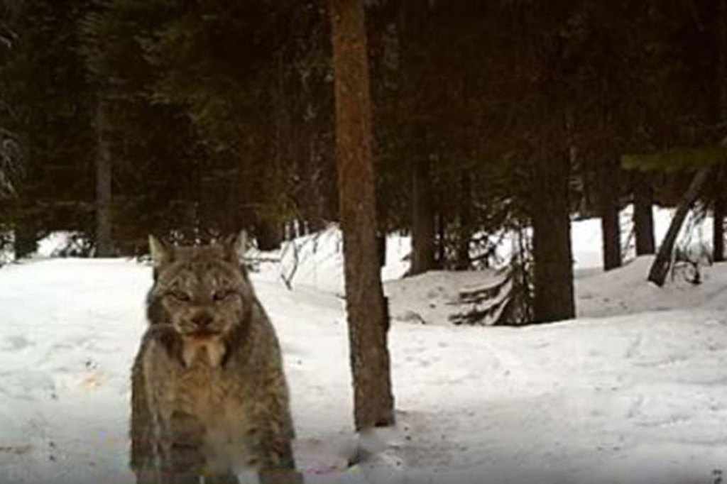 The Sound of a Lynx Screeching is Not What You'd Expect - Wide Open Spaces