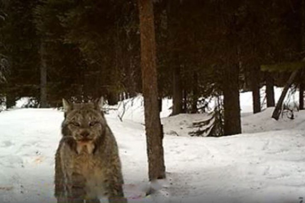 The Sound of a Lynx Screeching is Not What You'd Expect - Wide Open Spaces