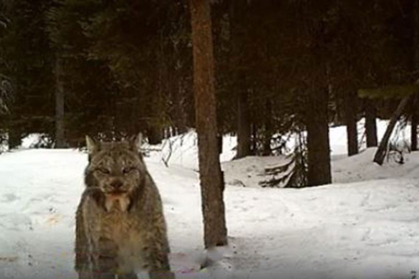 The Sound of a Lynx Screeching is Not What You'd Expect - Wide Open Spaces