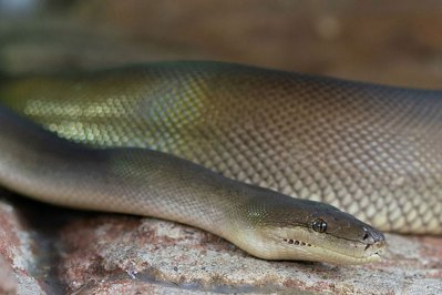 Look What Happened to This Python After It Swallowed an Alligator