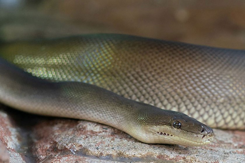 Python Manages to Swallow a Saltwater Crocodile Whole - Wide Open Spaces