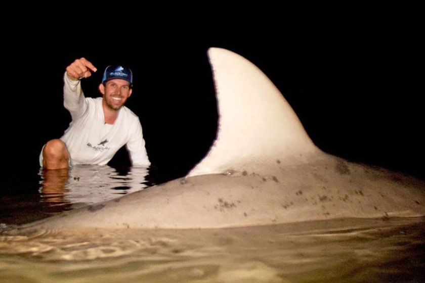 Epic Blacktip Shark Migration Will Make You Think Twice Before Entering ...