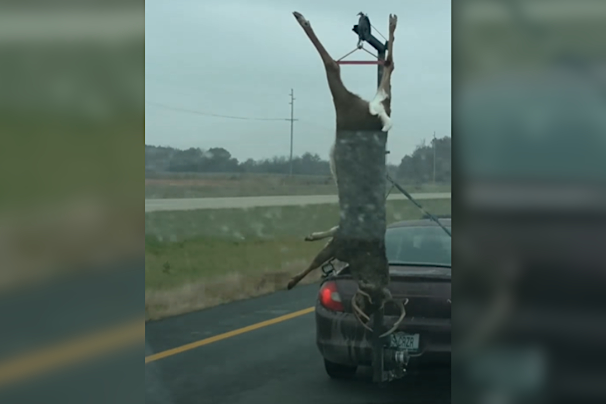 This is Perhaps the Most Unusual Way We've Seen Someone Transport a ...