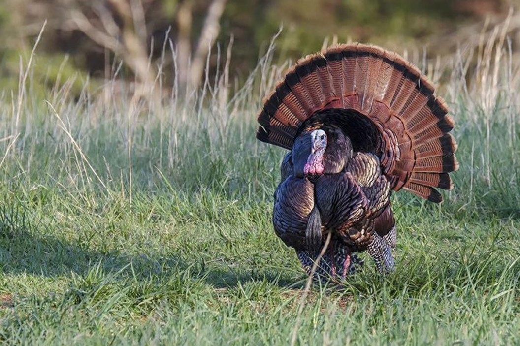 Can You Identify All 6 Species for a Turkey Slam? - Wide Open Spaces