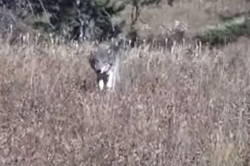 Check Out This Wolf Pack's Incredible Teamwork While Hunting a Moose ...