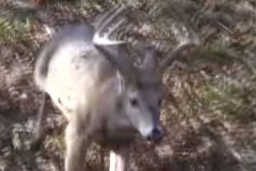 Deer Lands Feet From Hunter, Making for an Easy Buck Recovery - Wide ...