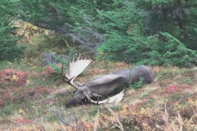 Remember the "Zombie Moose" That Baffled Alaskan Authorities? - Wide ...