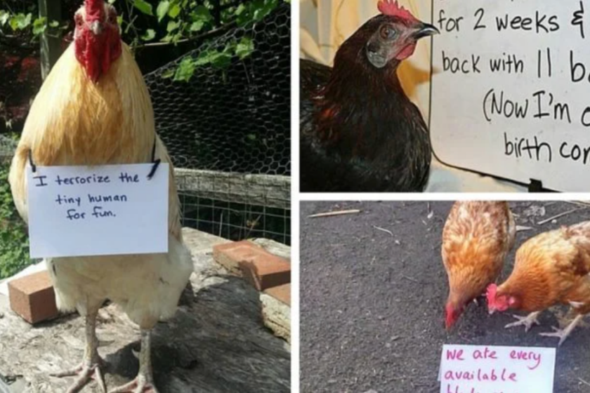Chicken Shaming: 11 Pics That Perfectly Describe Farm Life