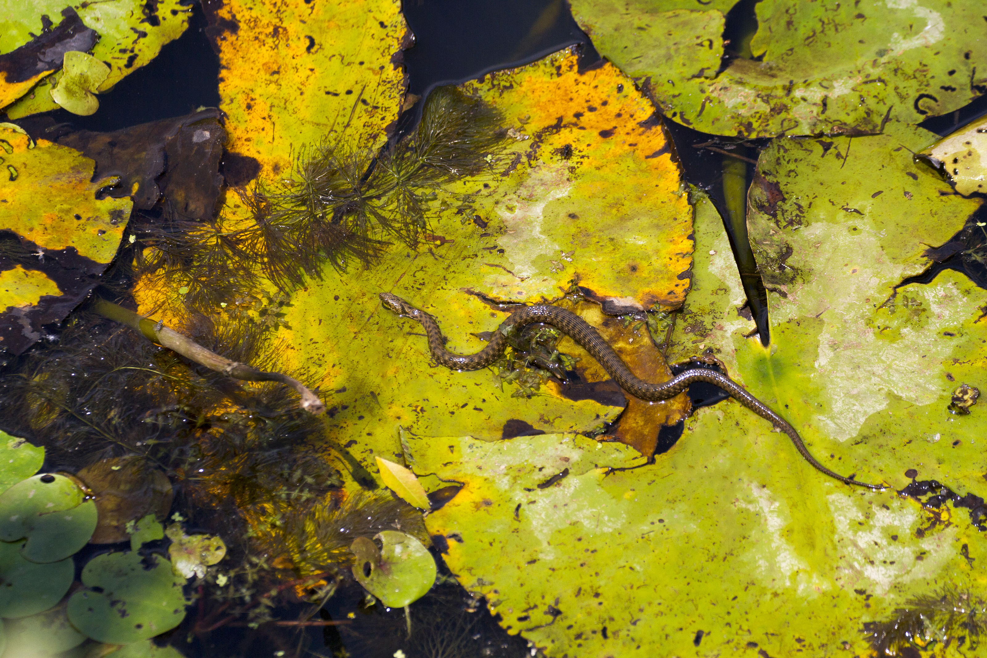 All About Northern Water Snakes—They're Nonvenomous!
