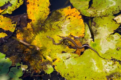 All About Northern Water Snakes—They're Nonvenomous!