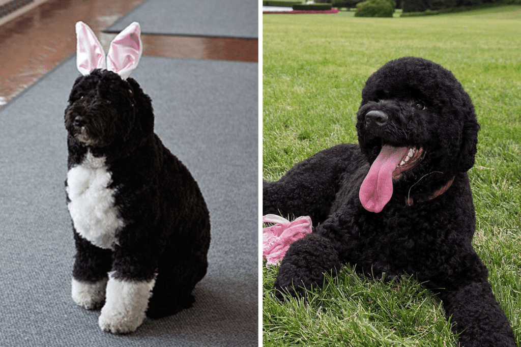 We Miss Bo and Sunny Obama, The First Dogs