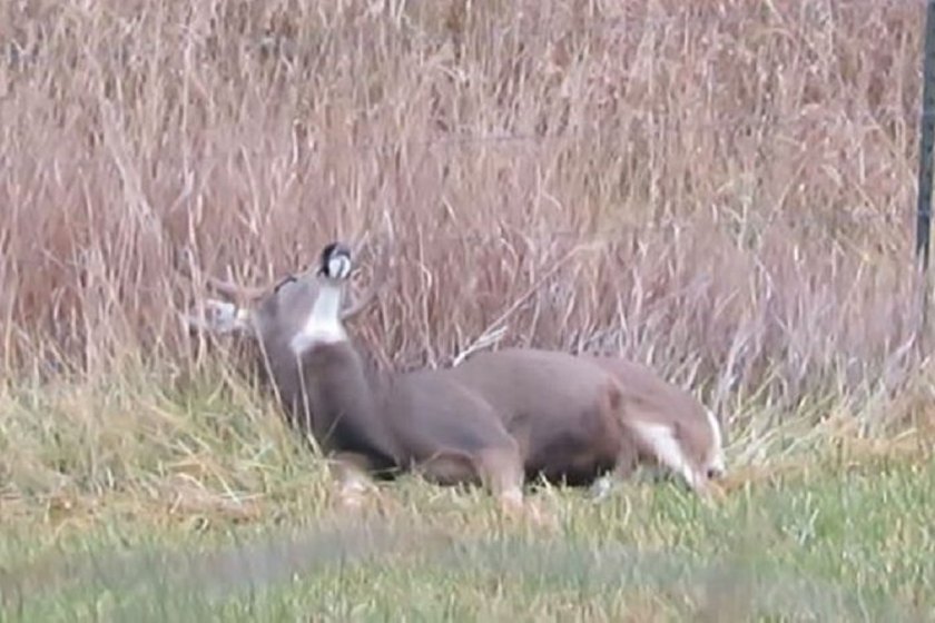 The Struggle is Real for This Rut-Tired Buck - Wide Open Spaces