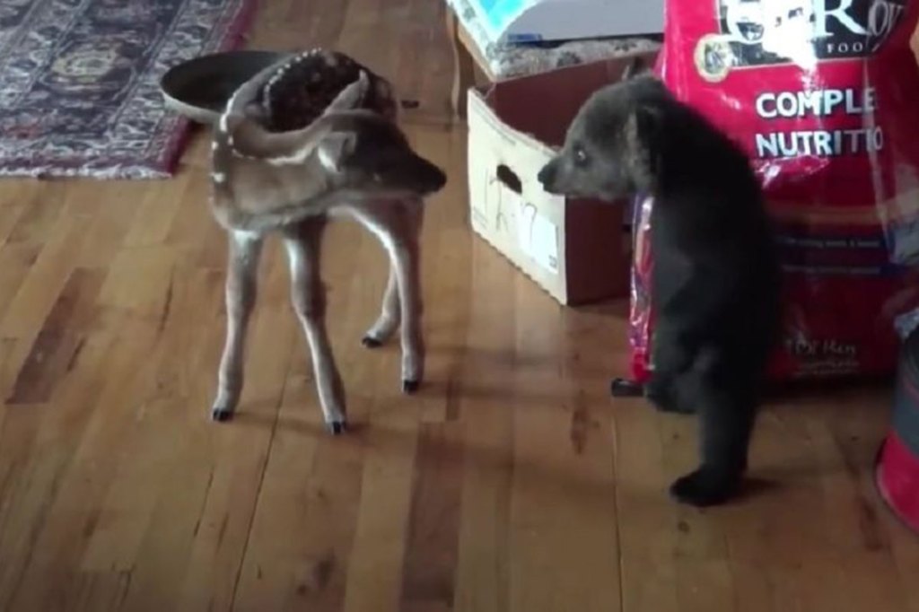 Bear Cub and Deer Fawn Meet for the First Time - Wide Open Spaces