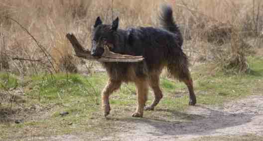 The King Shepherd: 5 Facts About this Crossbreed