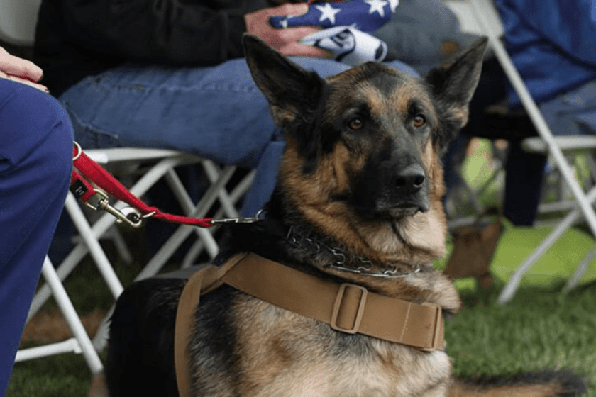 "Save A Vet, Save A Pet" Pairs Rescue Dogs with Disabled Veterans