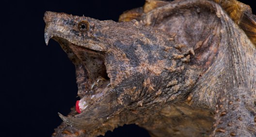 The Alligator Snapping Turtle: An Amazing Predator That Outlived the ...