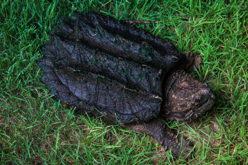 The Alligator Snapping Turtle: An Amazing Predator That Outlived the ...