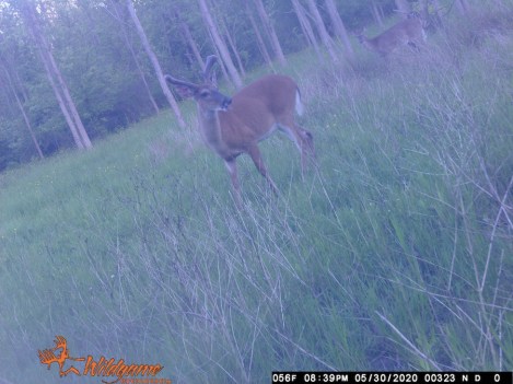 An Explanation of Why Deer Antlers Grow So Fast - Wide Open Spaces