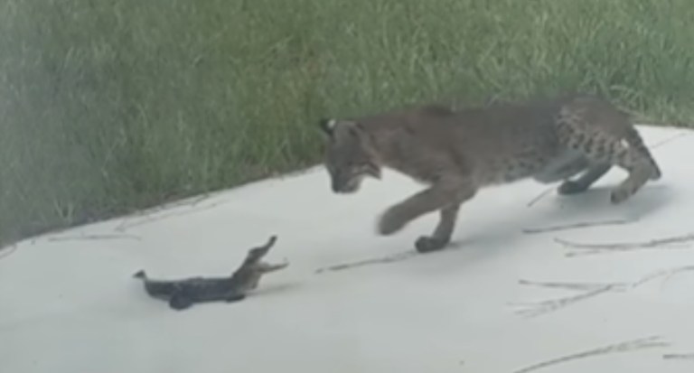 Baby Alligator and Bobcat Have Wild Face-Off in a Backyard - Wide Open ...
