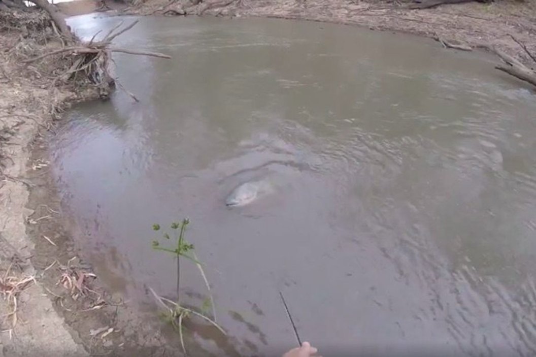 Help I.D. This Fish Before it Breaks Off the Line - Wide Open Spaces