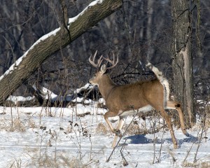 Deer Habitat Zones, and How to Use These Necessities for Hunting - Wide ...