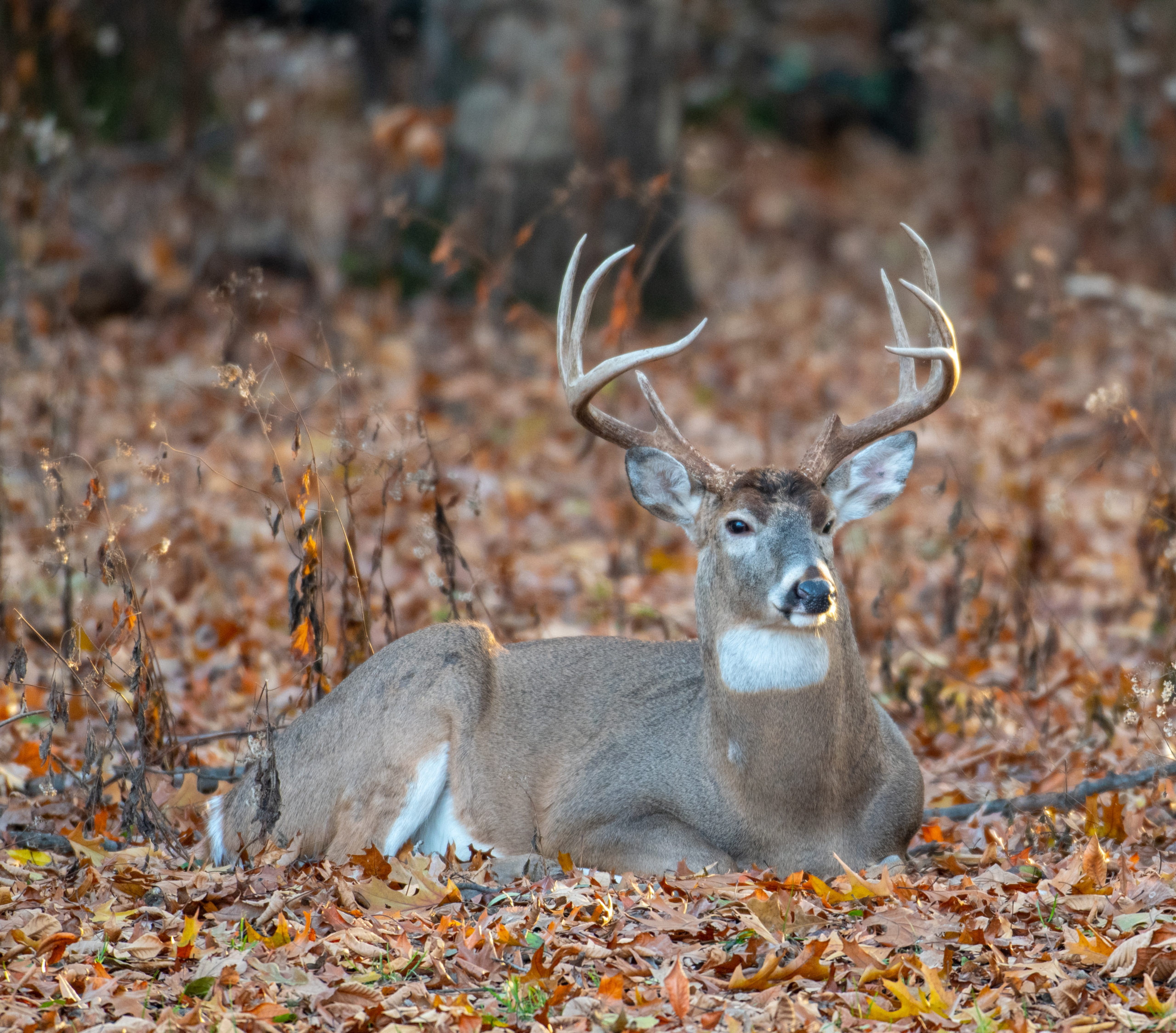Deer Habitat Zones, and How to Use These Necessities for Hunting - Wide ...