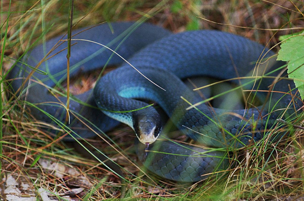 The Blue Racer: The Facts on a This Big and Fast Snake Species - Wide ...