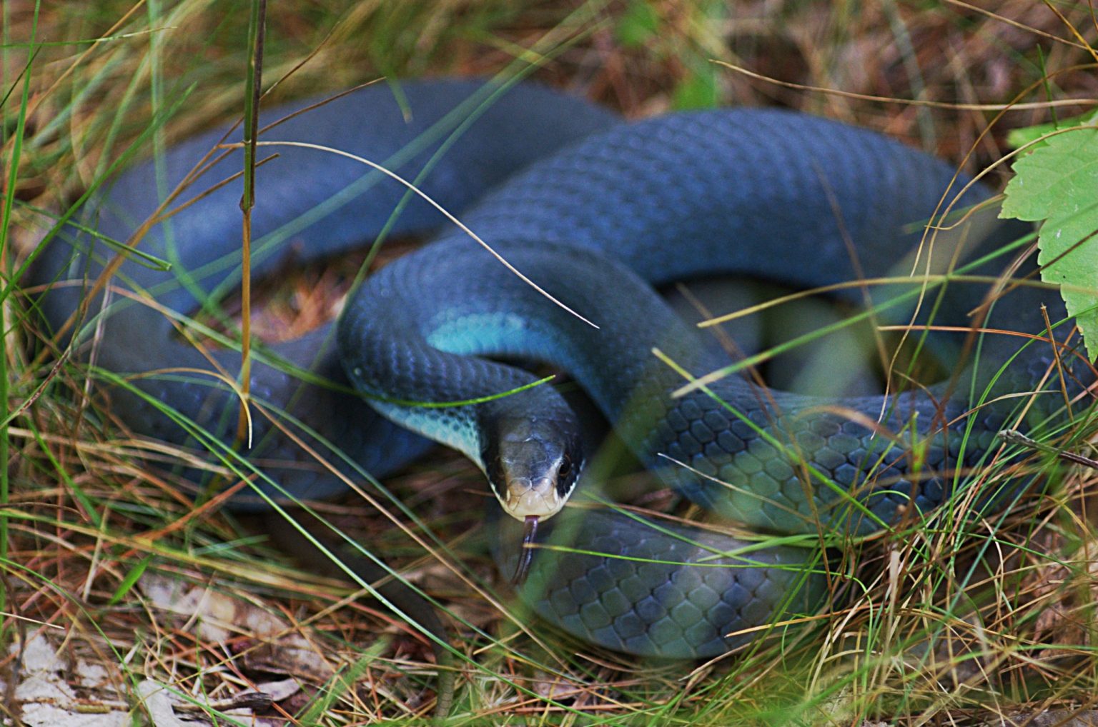 The Blue Racer: The Facts on a This Big and Fast Snake Species - Wide ...