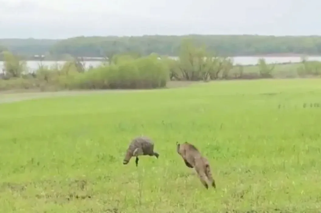 Remember When a Bobcat Tried to Attack a Turkey Hunter? - Wide Open Spaces
