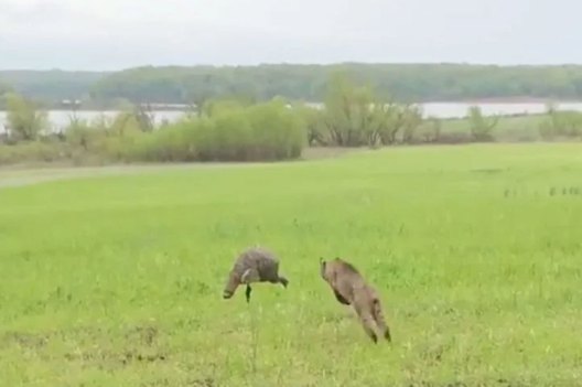 Pics: Check Out These Cool Cinnamon Color-Phase Turkeys - Wide Open Spaces
