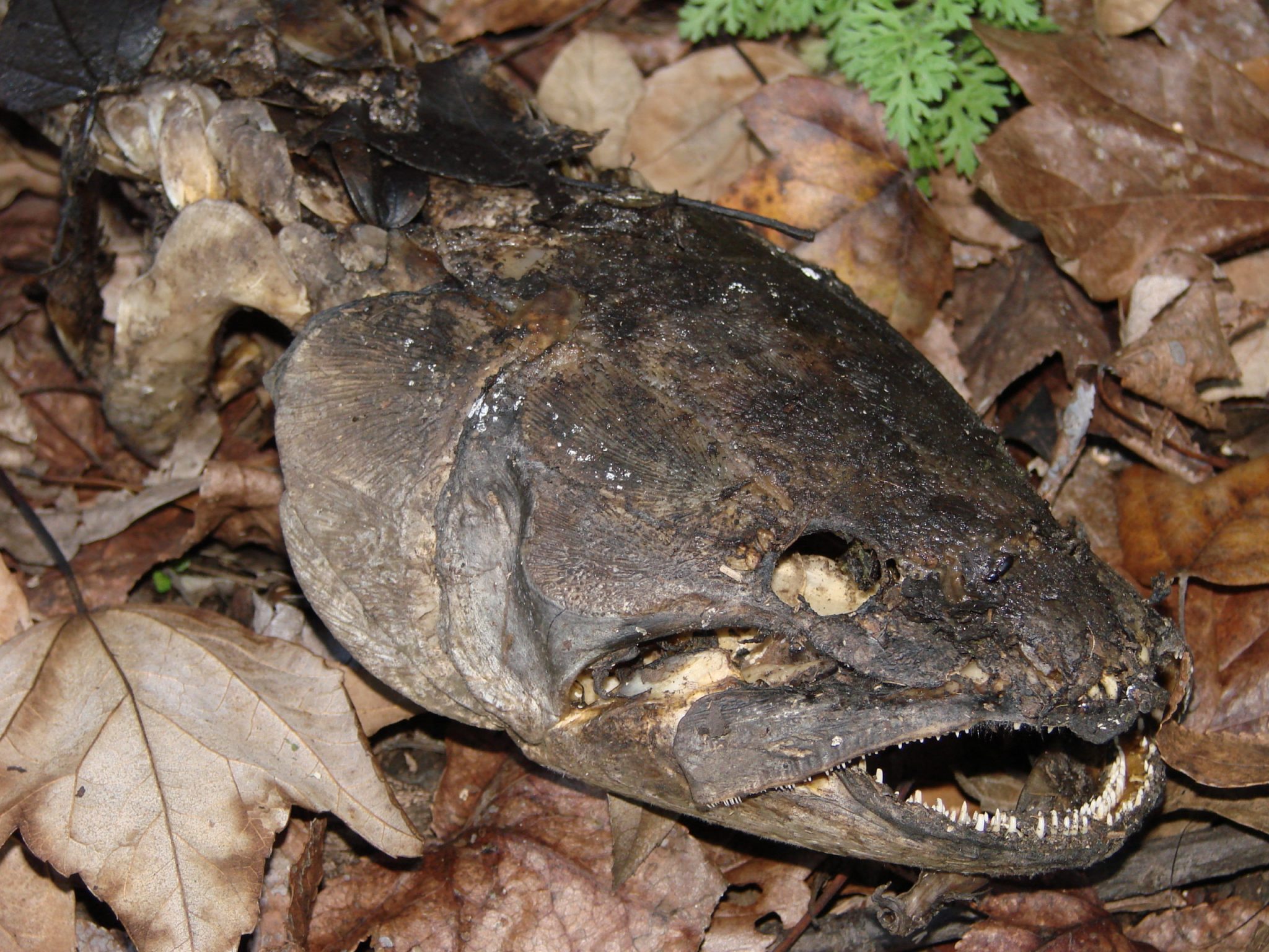 The Bowfin: A True Living Fossil That Any Angler Can Catch - Wide Open ...