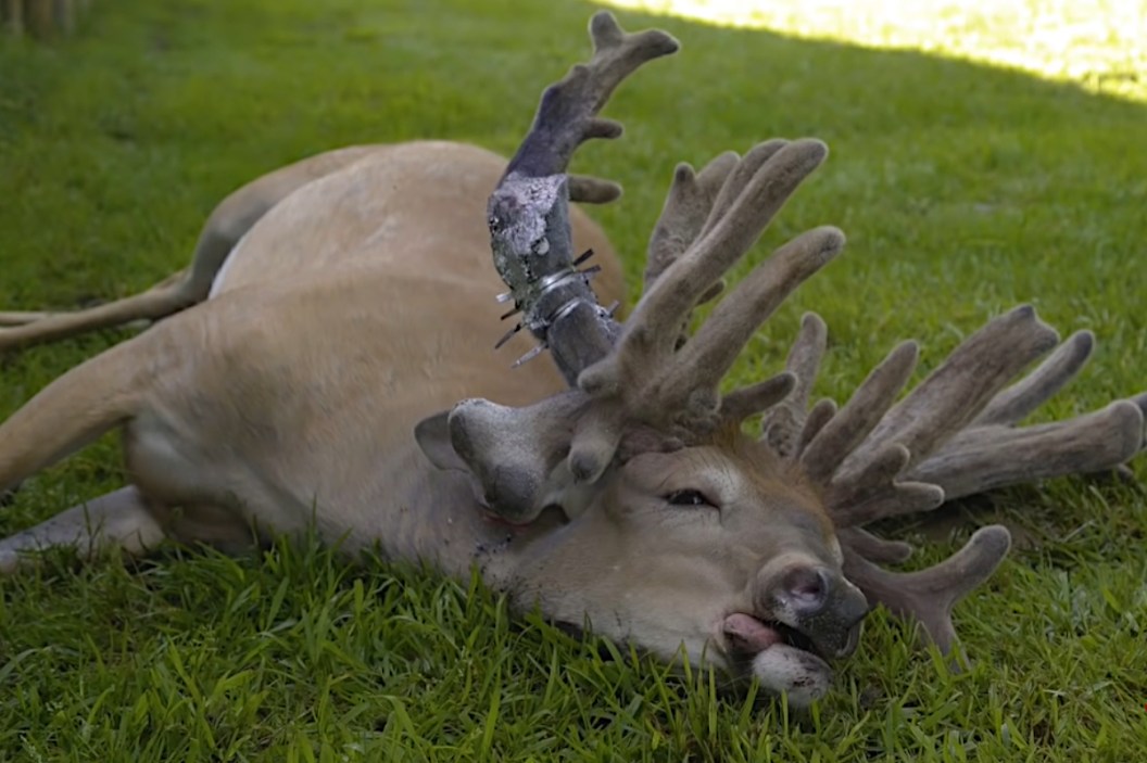 The 10 Freakiest Deer Racks Your Spouse Would Never Let You Hang on the ...