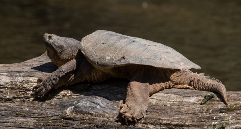 The Common Snapping Turtle: Fact and Fiction on This Fascinating ...