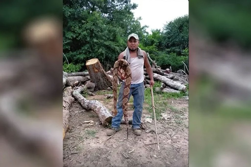 Massive 32-Inch Copperhead Snake Found in Georgia