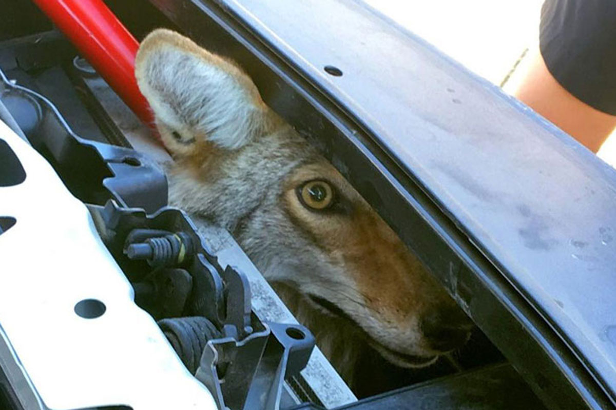 Coyote Found in Grill of Woman's Car After 10 Miles of Driving - Wide ...