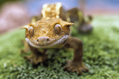 Cute Crested Gecko