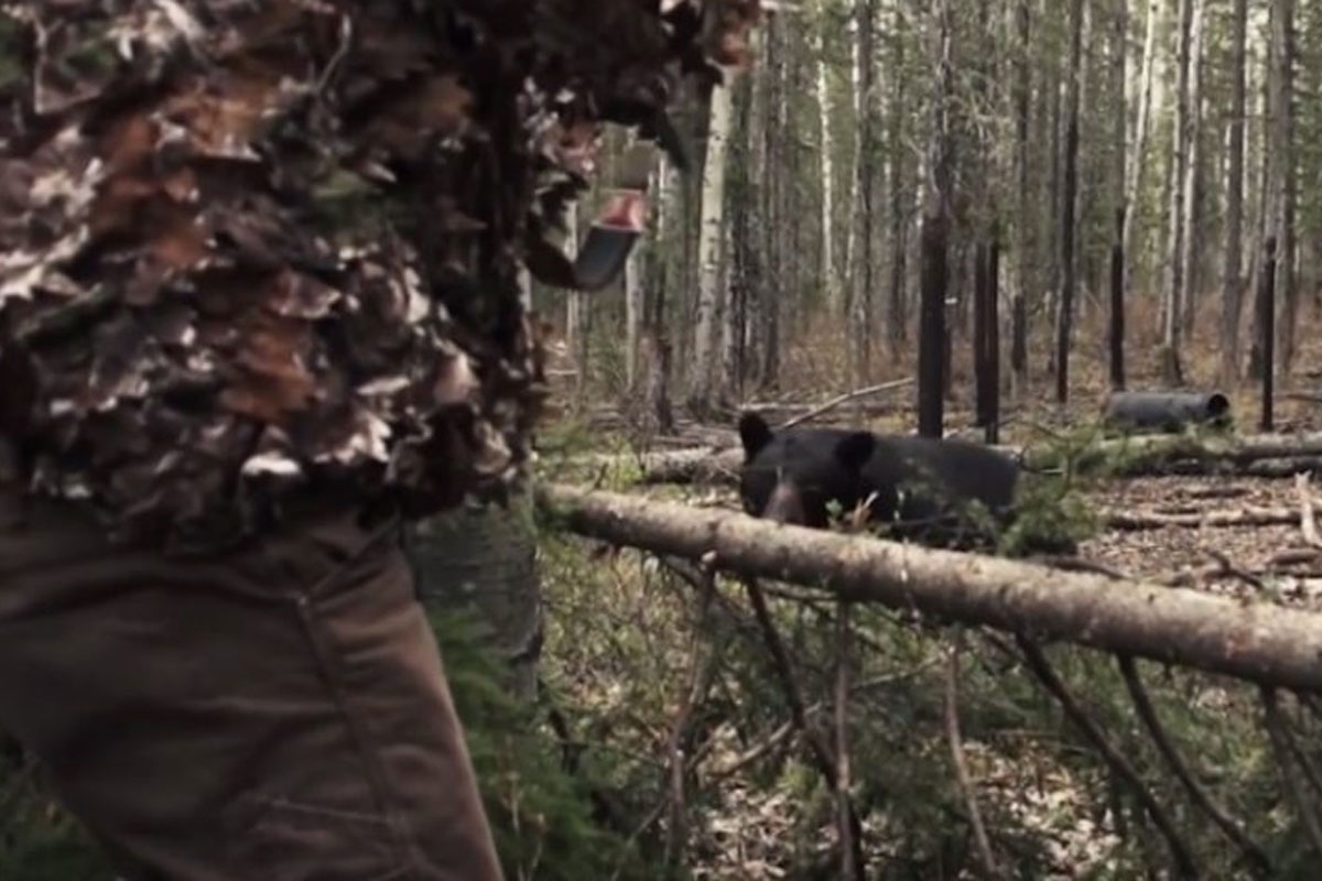 Black Bear Hunt Turns Dangerous, Hunter Takes the Shot From 3 Yards ...