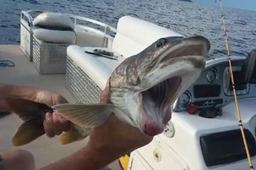 Looking Back on the Two-Mouthed Fish Caught in New York - Wide Open Spaces