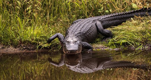 The American Alligator: All About This Top Level Predator - Wide Open ...