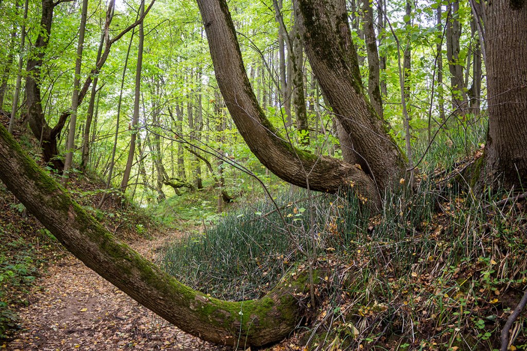 That Bent Tree May Actually Be a Native American Trail Marker - Wide ...