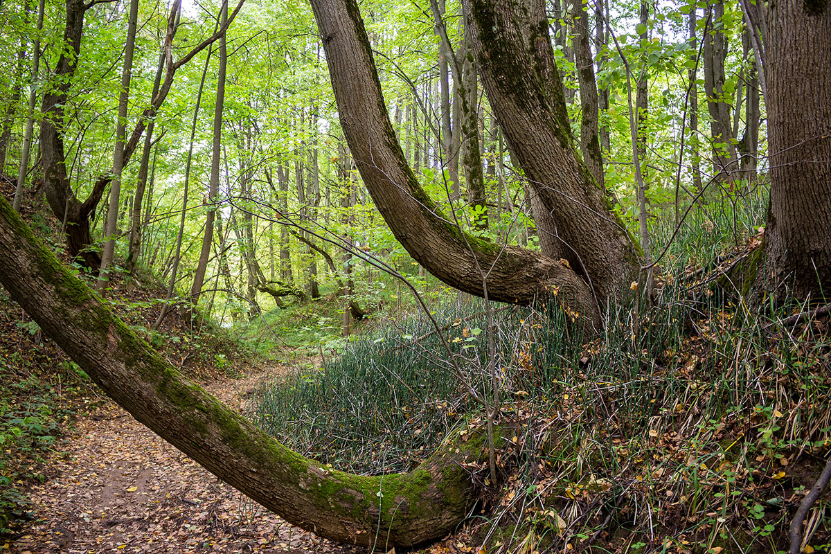 That Bent Tree May Actually Be a Native American Trail Marker - Wide ...