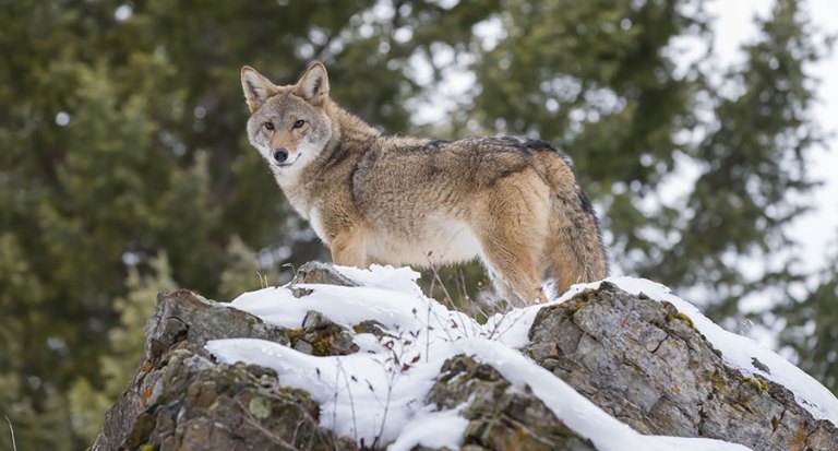 Coyote Hunting 101: Most Everything You Need to Know - Wide Open Spaces
