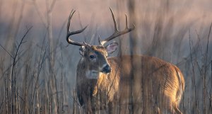 Deer Habitat Zones, and How to Use These Necessities for Hunting - Wide ...