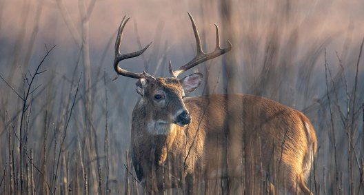 Deer Habitat Zones, and How to Use These Necessities for Hunting - Wide ...