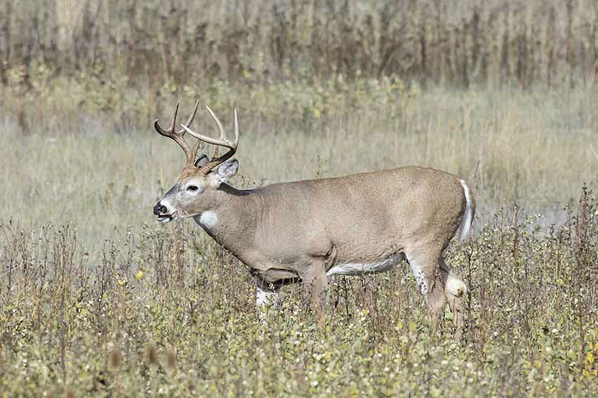 Hunter Makes Perfect Shot on Running Buck - Wide Open Spaces