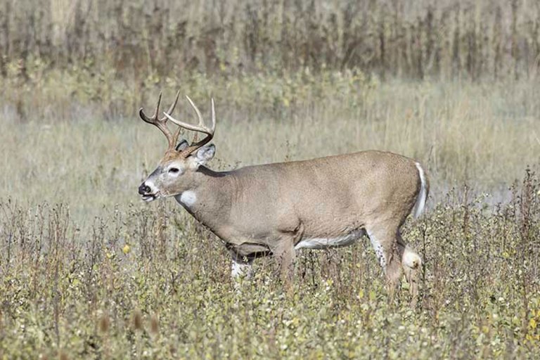 Hunters Demonstrate How to Skin a Deer Using the Golf Ball Trick - Wide ...