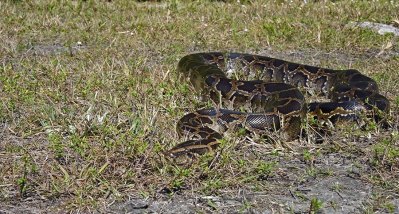 Florida Pythons: How the Everglades Became a Hotbed for the Invasive ...