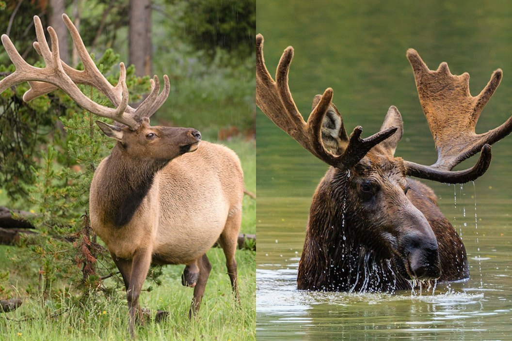 Moose Vs Elk Key Species Differences Moose Vs Elk Key Species Differences
