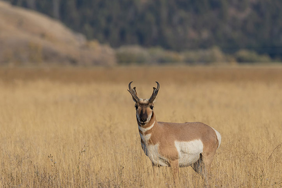 North American Game Animals: 12 Species for Your Bucket List